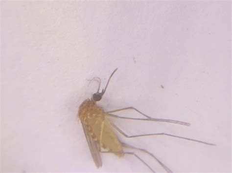 Mosquito Annotation 2 Object Detection Model By Mosquito