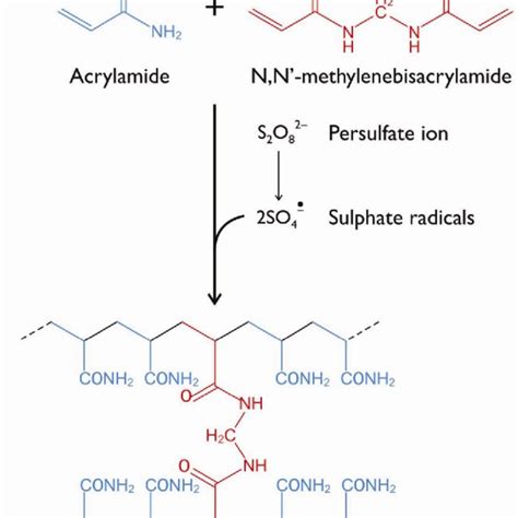 Cross Linked Polyacrylamide Download Scientific Diagram