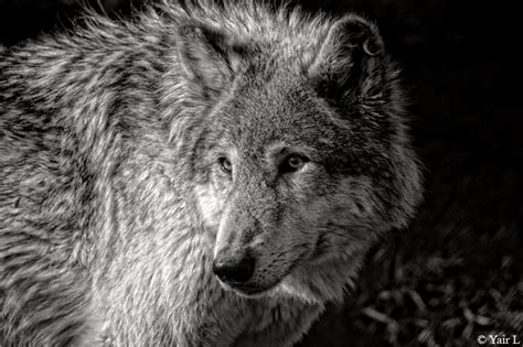 Black And White Wolf Wallpaper Wallpapersafari