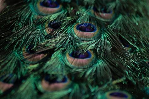 Premium Photo Peacock Tail Texture Beautiful Pattern Premium Photo Peacock Tail Texture Beautiful Pattern