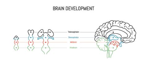Cerebrum The Definitive Guide Biology Dictionary Deep Brain