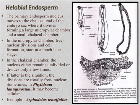 Endosperm Pptx