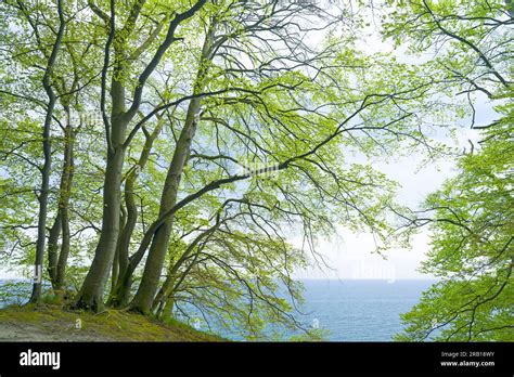 Beech Forest On The Cliff Sea View Spring In Jasmund National Park Unesco World Heritage Site