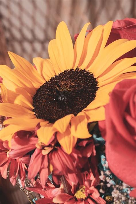 건축 꽃 꽃꽂이 꽃다발 꽃무늬 꽃밭 꽃이 피는 꽃잎 나뭇잎 노란 꽃잎 녹색 농업 대조 도시 풍경 뒤뜰 밝은 밝은 노랑 밝은 색 분홍색 꽃