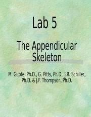 Identifying Bones And Markings On The Appendicular Skeleton Lab Course Hero
