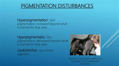 Dermatitis In Animals Types And Lesions Pptx