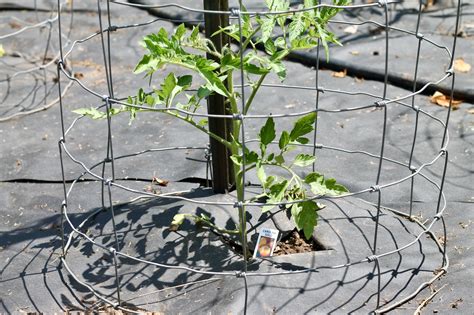 How To Rotate Crops Morgan S Farmhouse