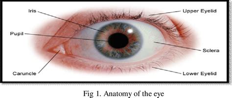 Figure From Interactive Growcut Multi Label N D Segmentation Based Algorithm For SCLERA