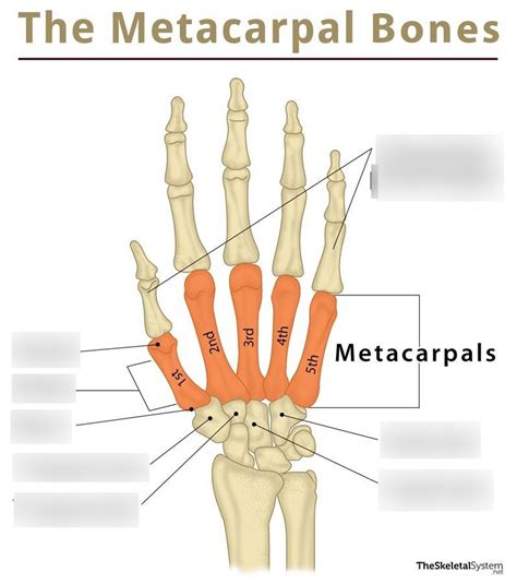 Metacarpal Bones Diagram Quizlet