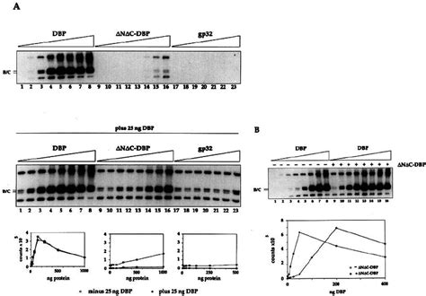 ∆ N ∆ C Dbp Can Only Stimulate Replication When Subsaturating