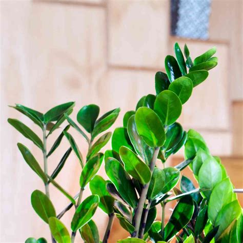 Zz Plant Varieties Find The Type Of Zz Plant That Matches Your Exact