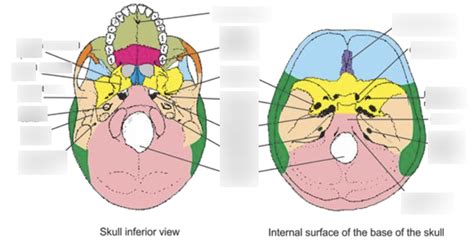 Diagram Of Skull Inferior View Base Of Skull Internal Surface Quizlet