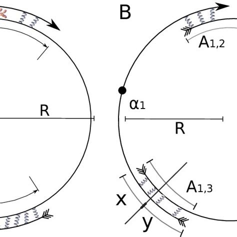 Figure S1 A Schematic Representation Of A Minimal Contractile Ring