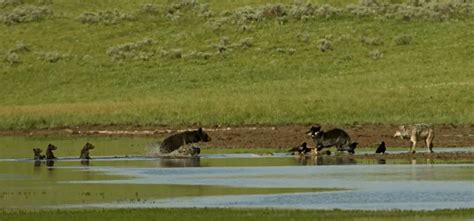 Best Places To See Grizzly Bear In Yellowstone National Park