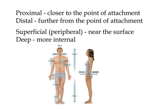 Physiology Ch 1 Lecture Notes Ppt
