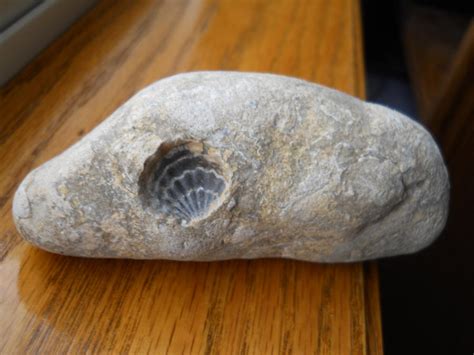 The Coolest Fossil By Chaosfive 55 On Deviantart