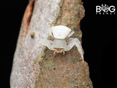 Spectacular Crab Spider Thomisus Spectabilis Juvie Bug Frenzy