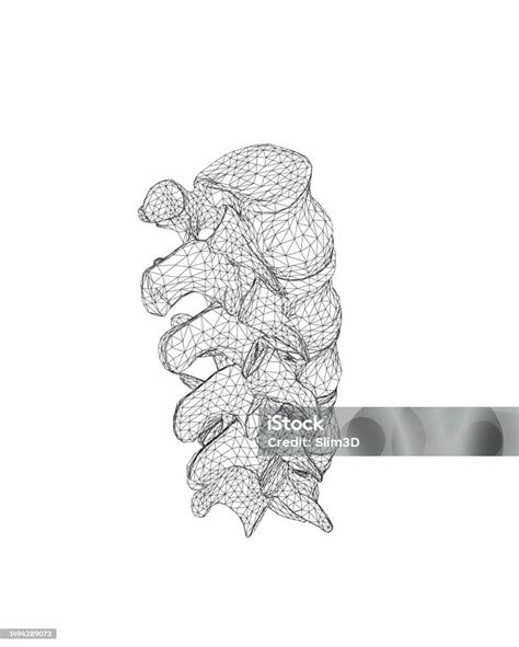 벡터 그림 척추 진단 기호 디자인 기호 벡터 아이콘입니다 라인 디자인 척추 뼈와 구조 의학 및 해부학 인간의 해부학적 와이어