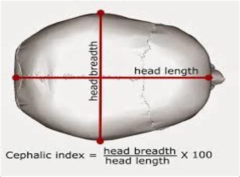 Measure And Gain A Head Index Download Scientific Diagram