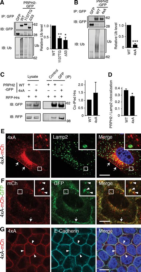 The C Terminal Lysins Of Prph2 Are Ubiquitinated And Involved In The Le