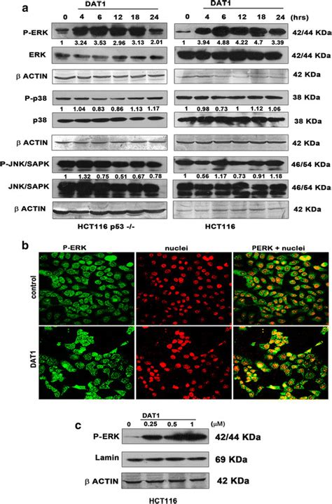 Erk Activation And Its Nuclear Translocation By Dat1 A Cells Were
