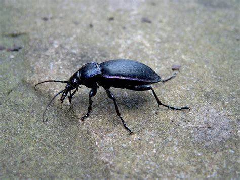 Violet Ground Beetle Bug Directory Buglife