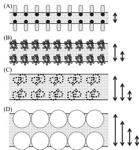 Schematic Diagram Of The Relative Interfacial Film Thicknesses Formed