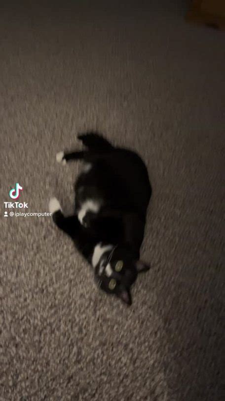 A Compilation Of Haythams Best Noises And Sounds Tumbex