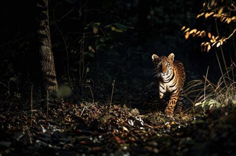 Analyzing Camera Trap F Ar Generative Ai Premium Ai Generated Image