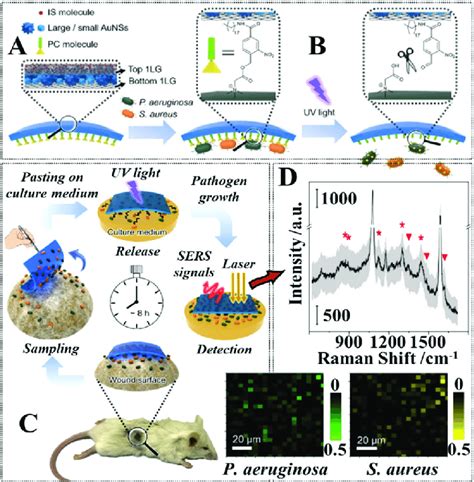 A Schematic Illustrations Of The Functional Components Within The