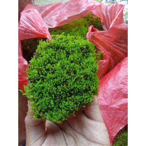 Jual MOS Mini Starmos Paludarium Shopee Indonesia