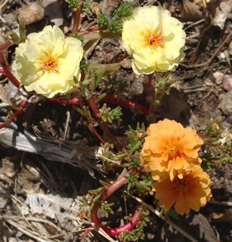 Difference Between Germline And Somatic Mutation Definition Features Significance