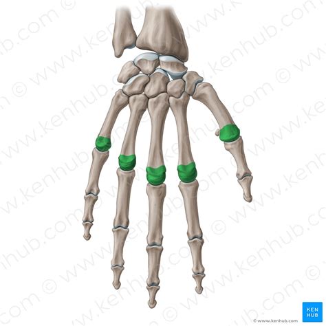 Metacarpal Bone Labeled Anatomy My Xxx Hot Girl
