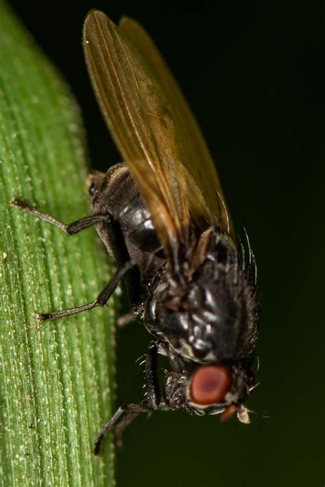 Minettia Longipennis From Всеволожский р н Ленинградская обл Россия On July 13 2023 At 05 16