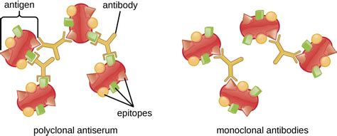 Describe How Antibodies And Antigens Work Mary Has Jones