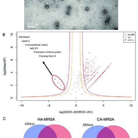 Molecular Characteristics Of Clinical Mrsa Isolates Download Scientific Diagram