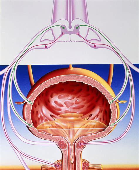 Artwork Of A Bladder And Its Reflex Arc Nerves By Science Photo Library