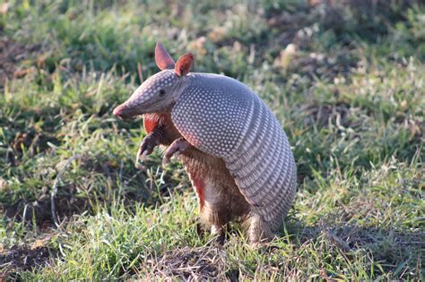 The Armadillo Invasion Kentucky Living