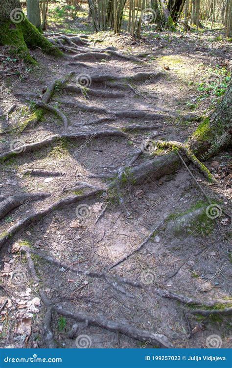 Land In The Forest Covered With Roots Path On Forest Between Trees Stock Image Image Of Green