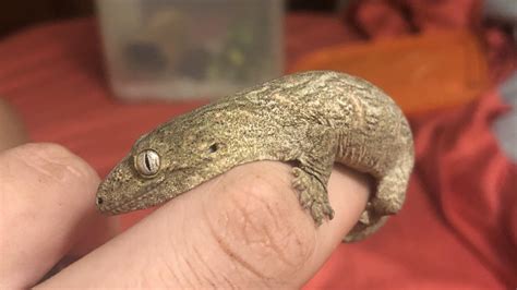 I Got My Leachie R Leachianus
