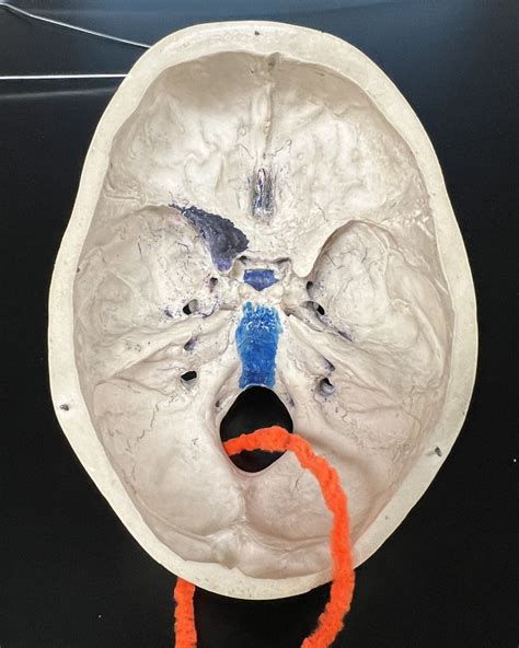 Cranial Nerves Exits Diagram Diagram Quizlet