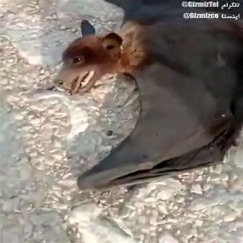 هجوم دسته جمعی خفاش های عظیم الجثه در آسمانوحشت مردم پاکستان فیلم