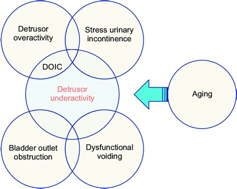 Common Urologic Conditions That Overlap With Detrusor Underactivity Download Scientific