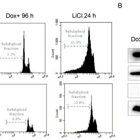Dyskerin Depletion Does Not Activate Apoptosis A B Induction Of