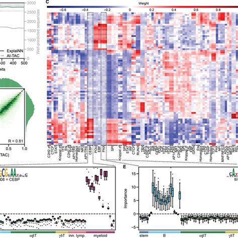 Application Of Explainn In Predicting Chromatin Accessibility In The