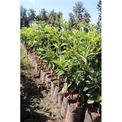 Full Sun Exposure Chiku Fruit Plant At Rs 140 Plant In Rajahmundry Id 21548947062