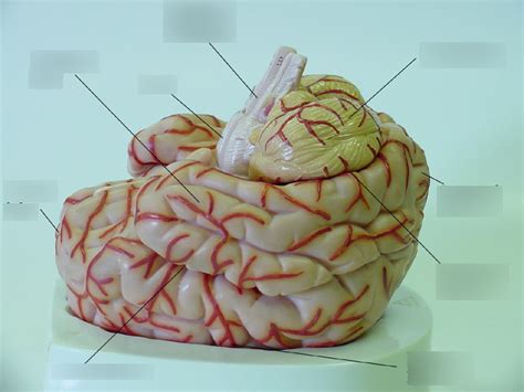 Lateral Brain Model Diagram Quizlet