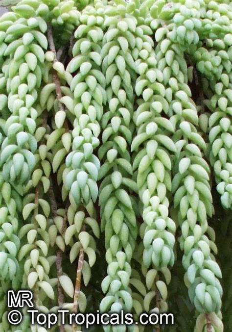 Sedum Morganianum Burro S Tail TopTropicals Com