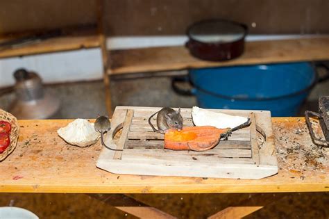 Myszy W Domu Jak Się Ich Pozbyć Kobieta W Interiapl