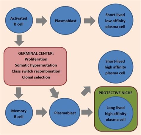 Plasma Cell Markers Exbio Antibodies